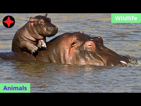 Interesting facts about Hippo that few people know