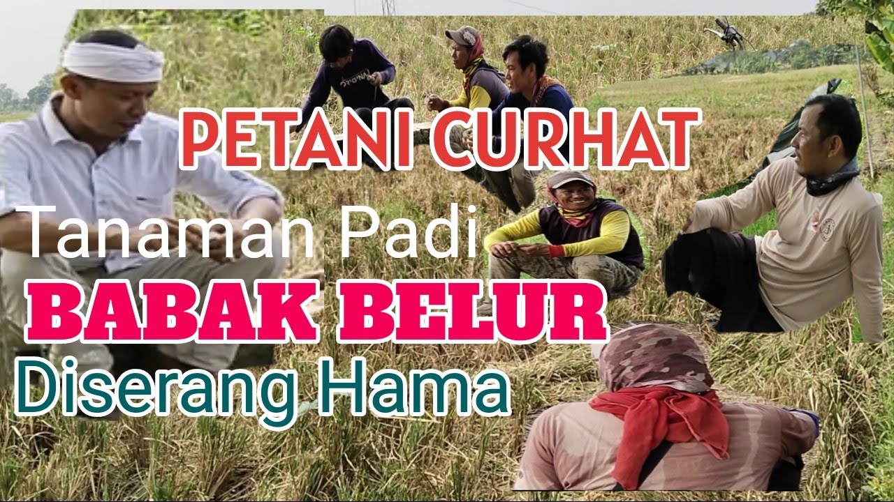 Tanaman Padi Terserang Hama Hasil Menurun Drastis || KDM Berikan Arahan ...