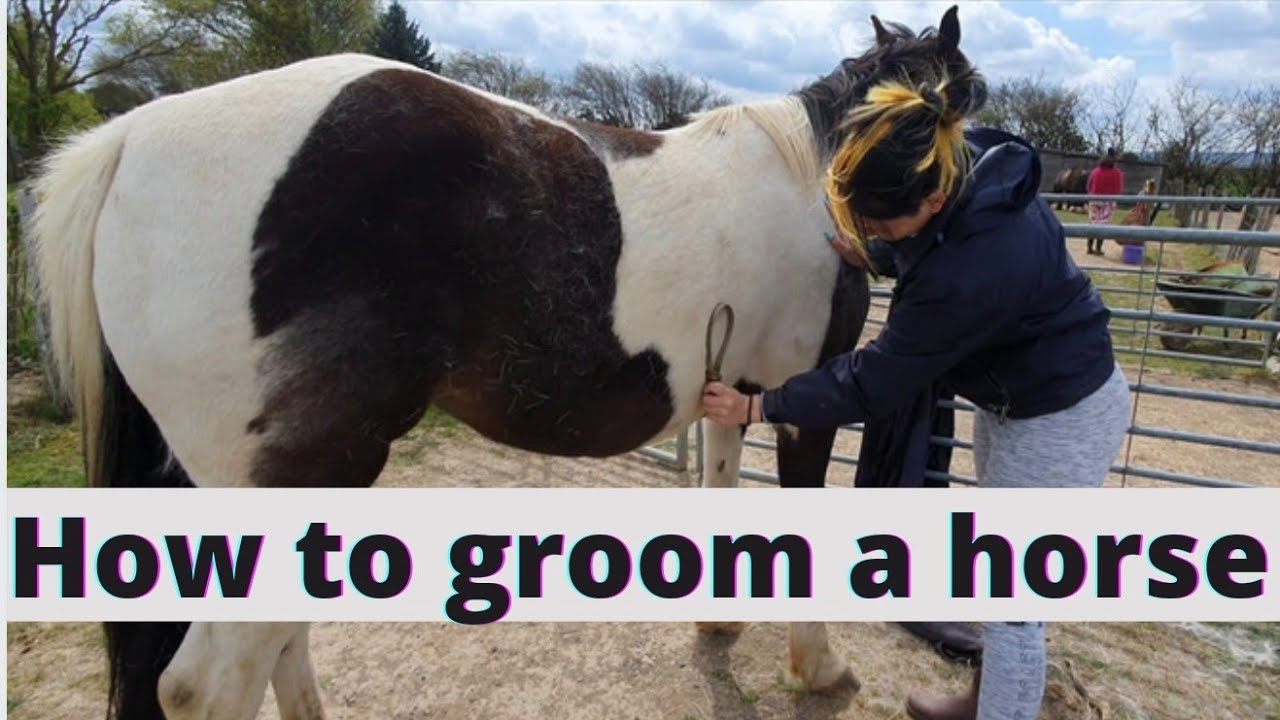 How to groom a horse - Spring grooming - horse track system - YouTube