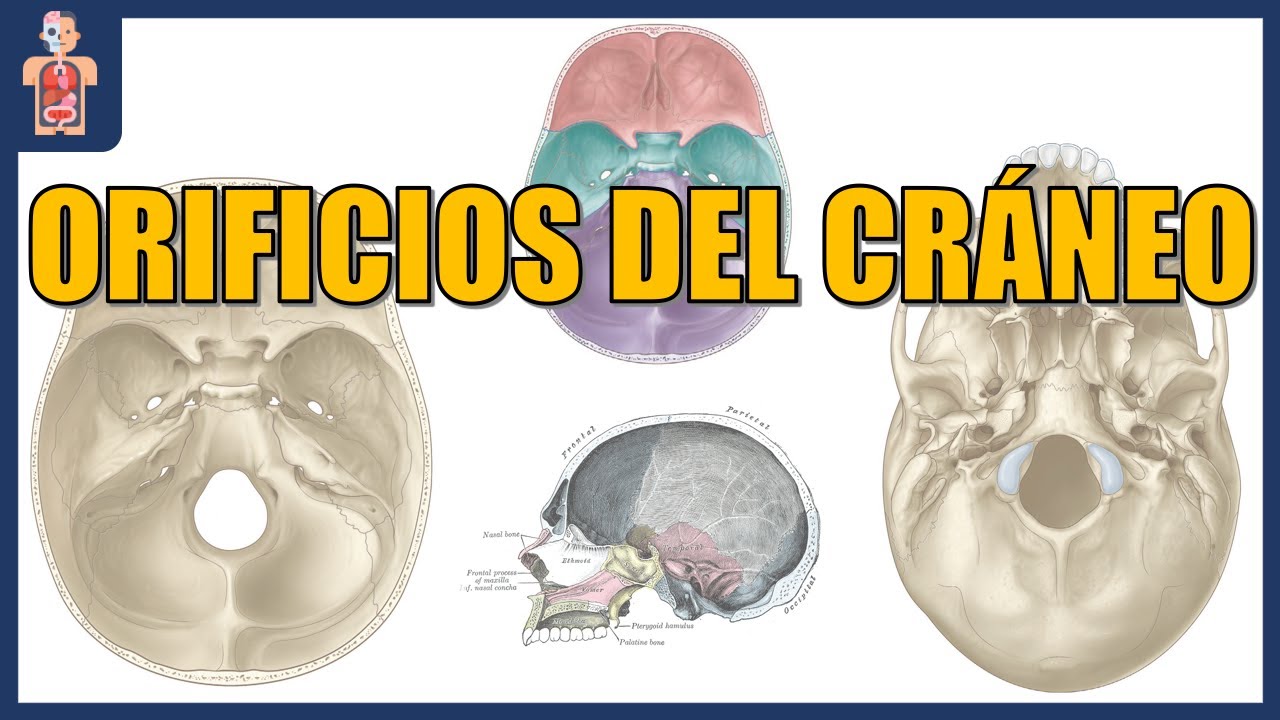 ANATOMÍA - ORIFICOS DEL CRÁNEO 💀 - YouTube