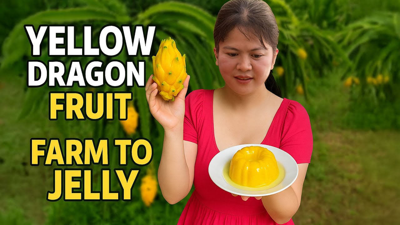 Harvesting Yellow Dragon Fruit & Making Jelly Dessert from It – Farm to Table! - YouTube