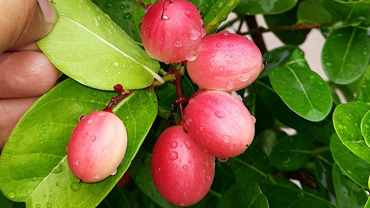 করমচা গাছের সঠিক পরিচর্যা/ Proper care of Carassa Carandas - YouTube