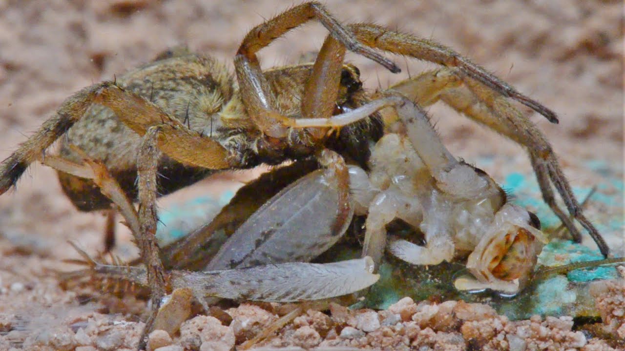 Wolf Spider Captures And Preys On Cricket (Warning: May be disturbing ...