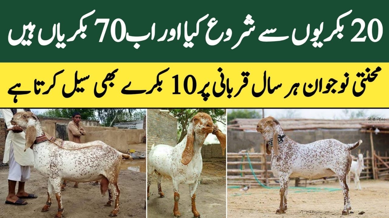Goat Farming business | Goat Farming in Pakistan - YouTube