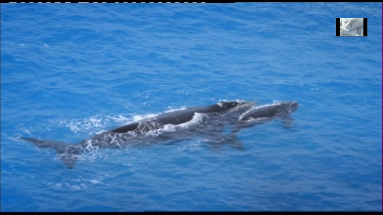 la baleine a fanon - YouTube