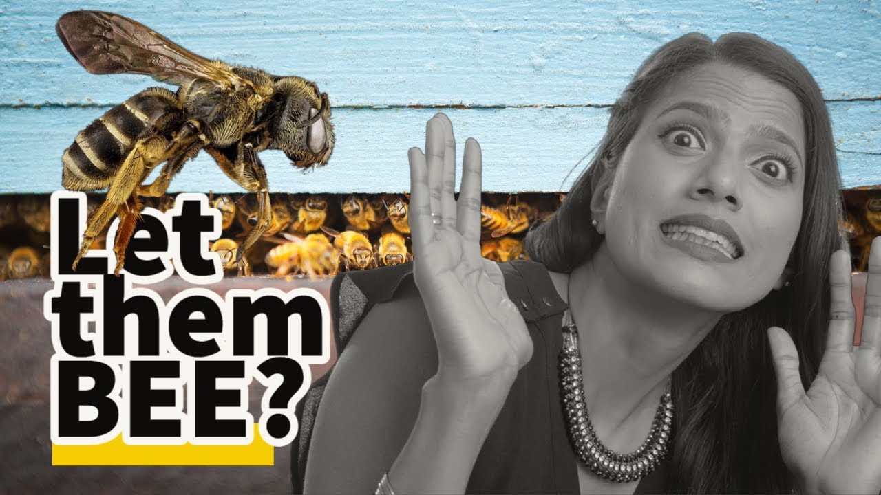 BEES: Why they need us and we need them? - YouTube
