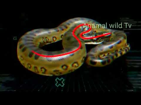 ||Anaconda  Devours Huge Meal || Monster snakes||   Anamal  wild  TV|| English version || 2025