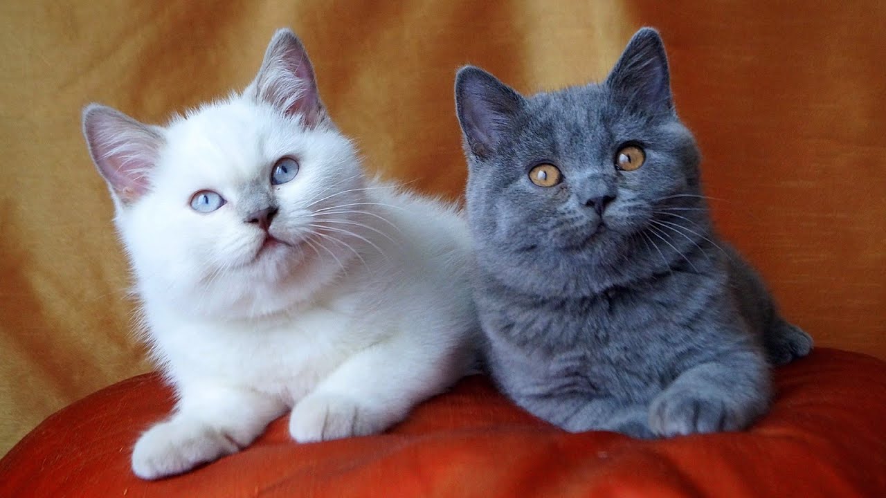 British Shorthair Colourpoint