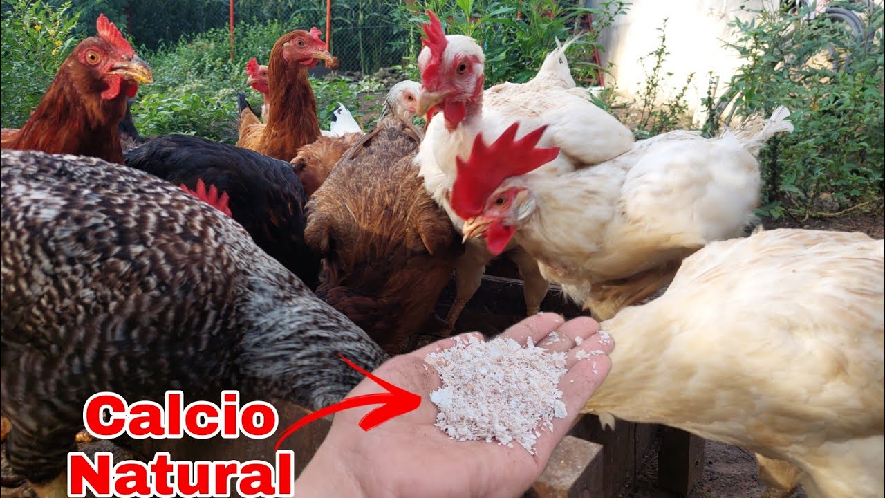 👉Poderoso Calcio Natural para gallinas ponedoras, sin gastar 1 peso ...