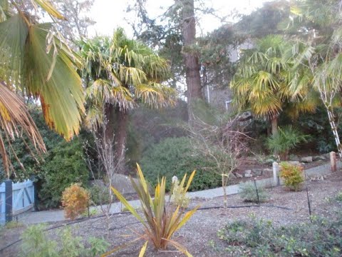 Northern Palm trees ready for Polar Express weather - YouTube