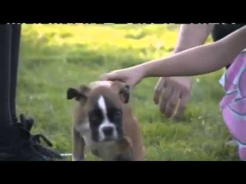 Double amputee puppy walks on front legs ( World News )