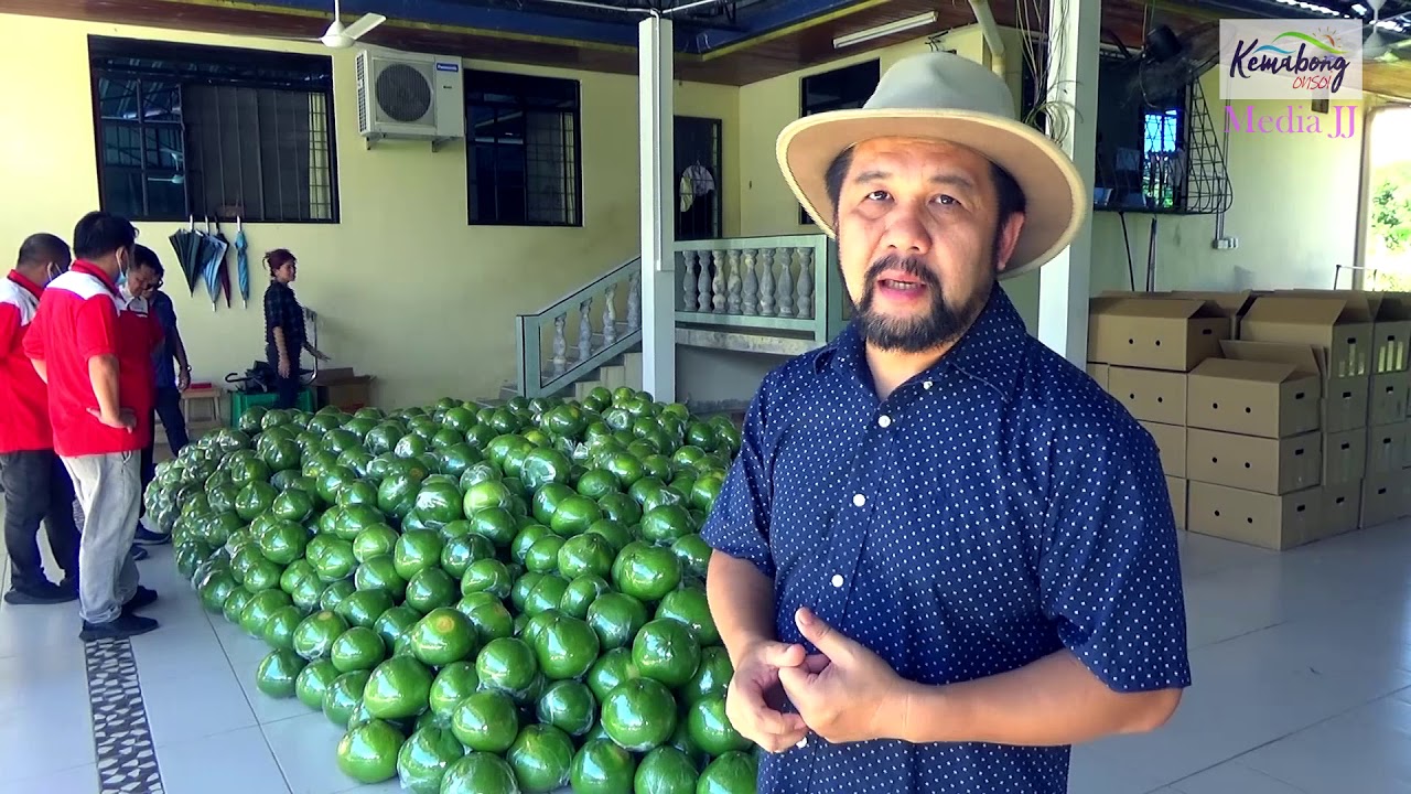 Pengeluaran buah Pamelo Di Kemabong Tenom - YouTube
