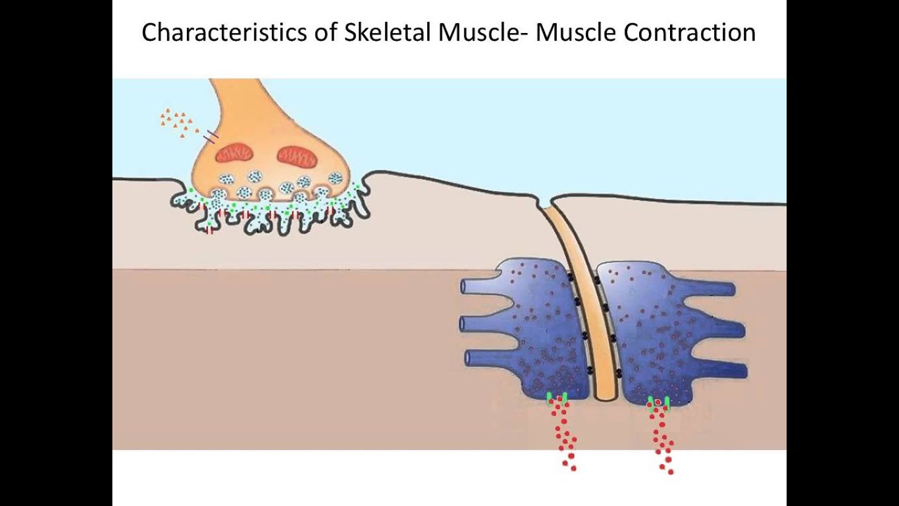 Video- The Muscular System- Muscle Contraction - YouTube