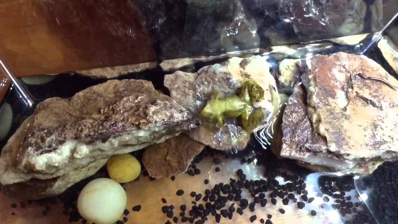 A frog eating a locust - YouTube
