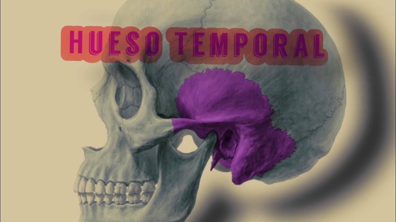 Hueso Temporal- Anatomía Práctica (Escamosa, Petrosa y Mastoideo) - YouTube