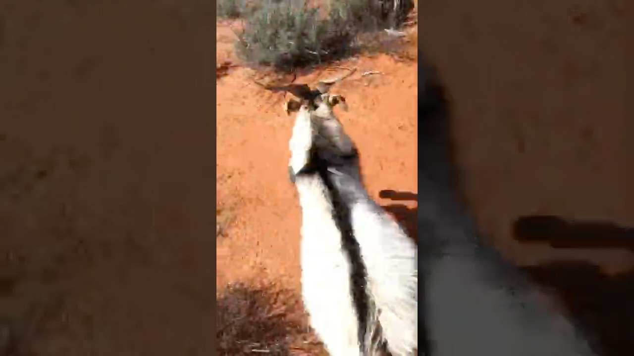 Catching Wild Goats (Attempt 1) - YouTube