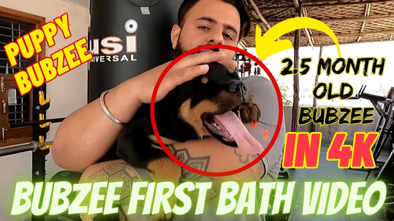 Rottweiler Bubzee's First Bath Video: Bubzee 2.5 Month Old Puppy Video ...