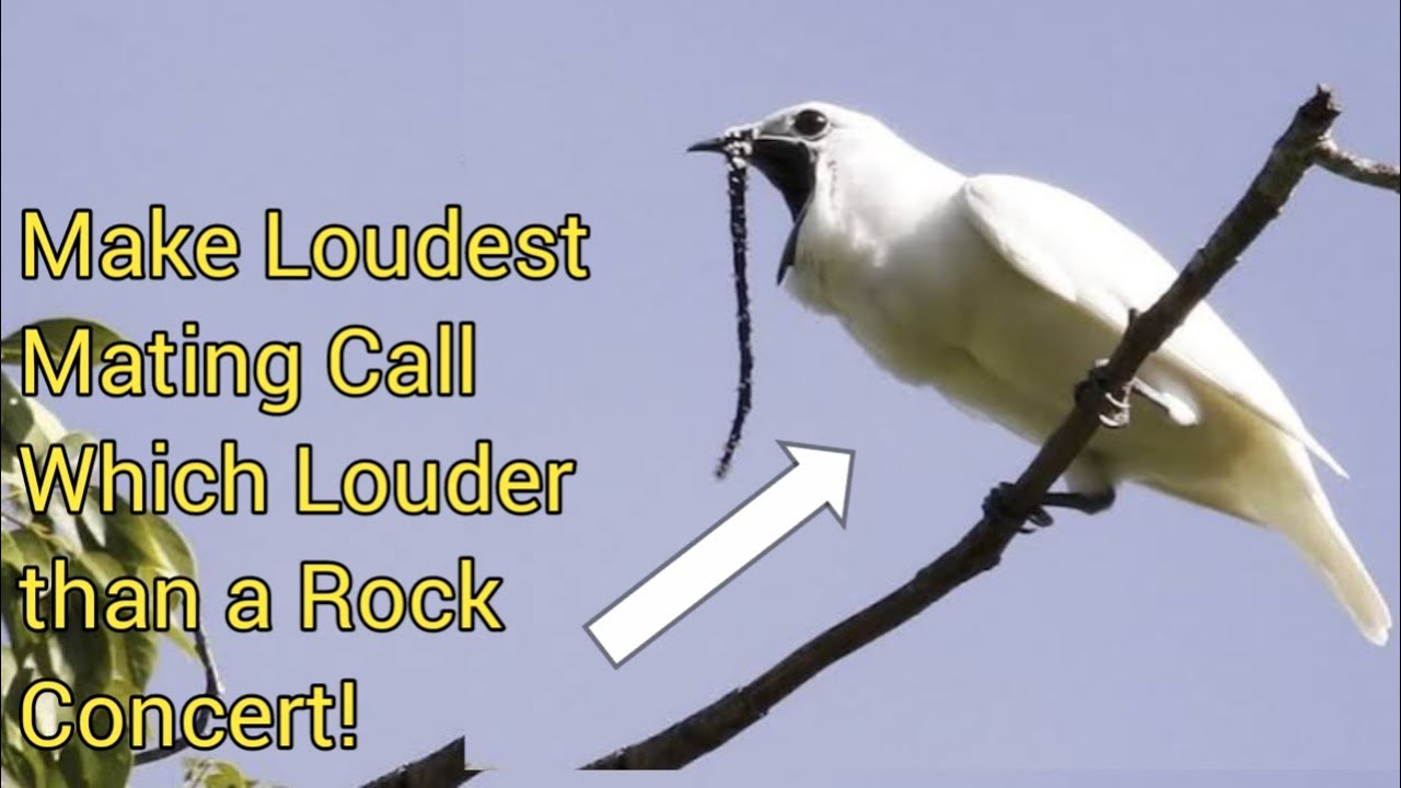 White BellBird|| Listen to the Loudest Bird Call that Considered UNSAFE ...