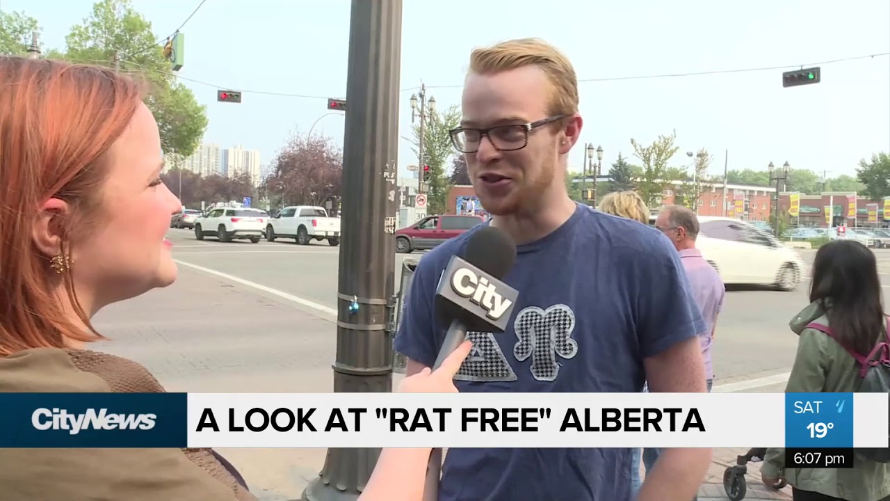 Alberta’s “rat-free” status turns heads online - YouTube