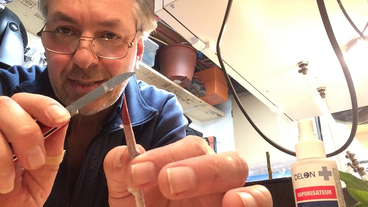 Greffe anglaise compliquée d'un abricotier - YouTube