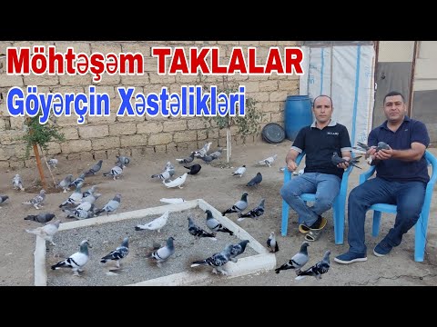 Möhtəşəm TAKLALAR Göyərçin xəstəlikləri haqqında #taklaci #taklacıgüvercinler #güvercin#göyərçin#kuş