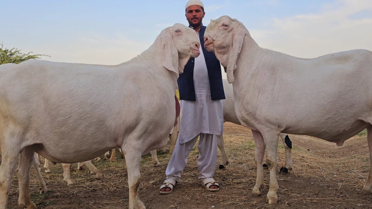 Bada bakra 2024 rate kya hai 1400 kilo Jinda bakra kimat 65000 Bada ...