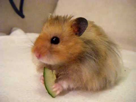 Cute hamster munching on some cucumber! - YouTube