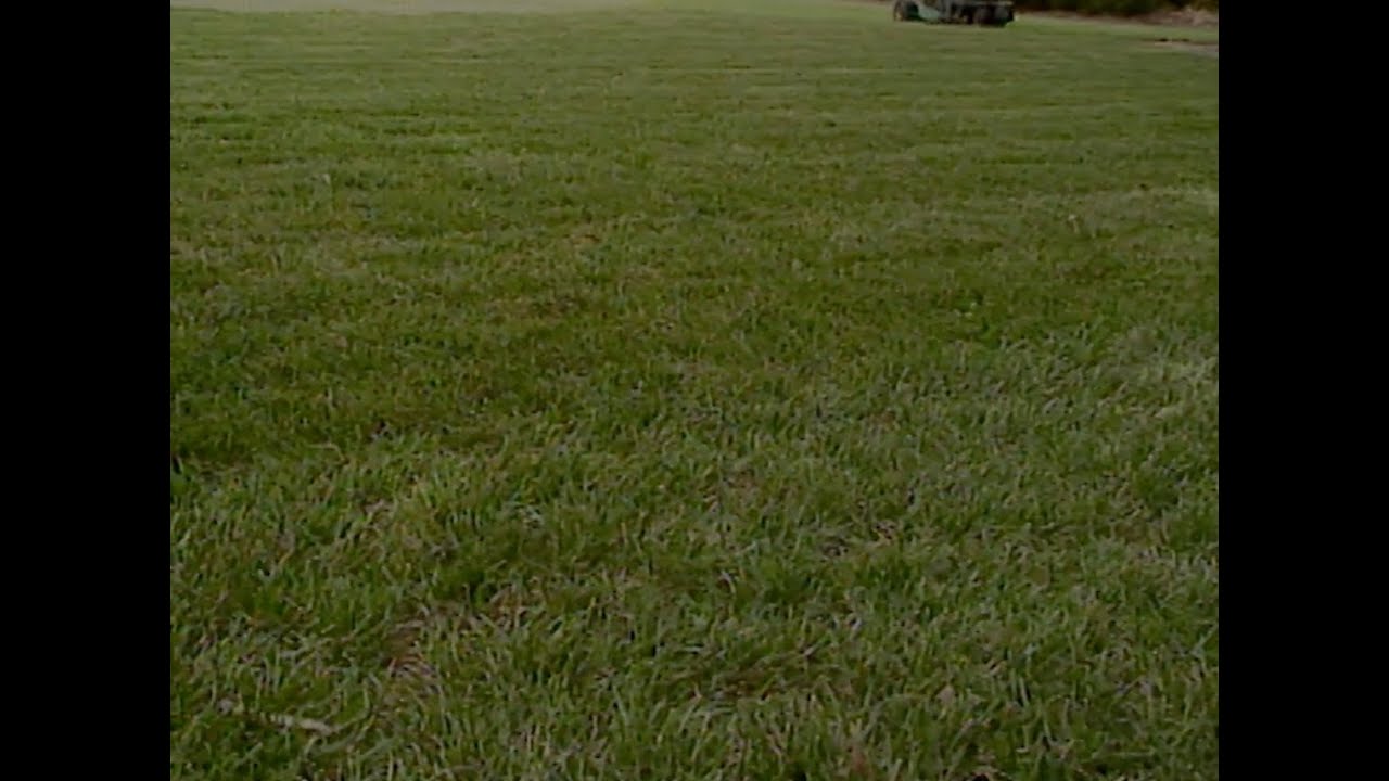 Fall Fescue Lawn Tips - YouTube