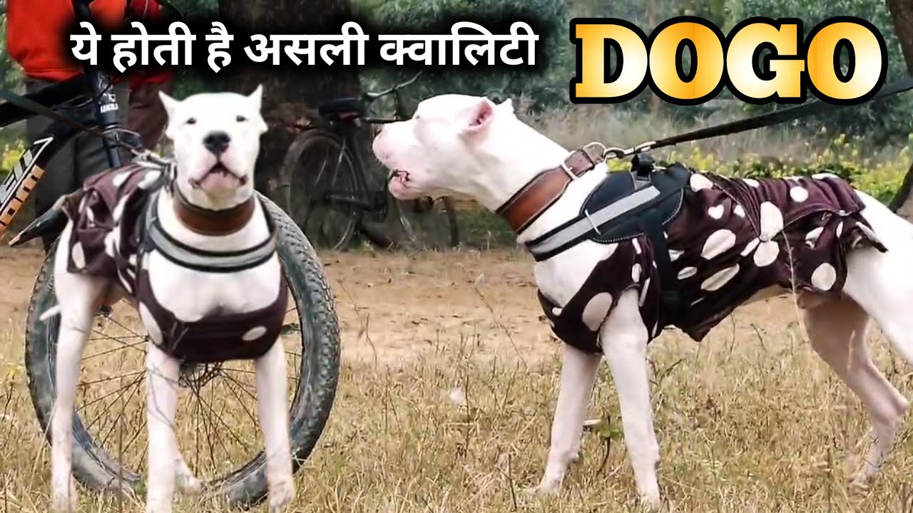 Esko kahte hai Top quality dogo argentino | 1 year old dogo argentino ...