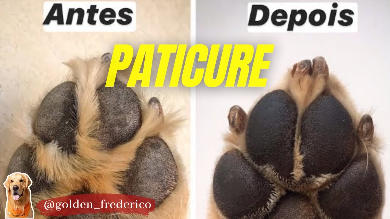 Cuidados com o Coxins do seu Pet 🐾🐾 - YouTube