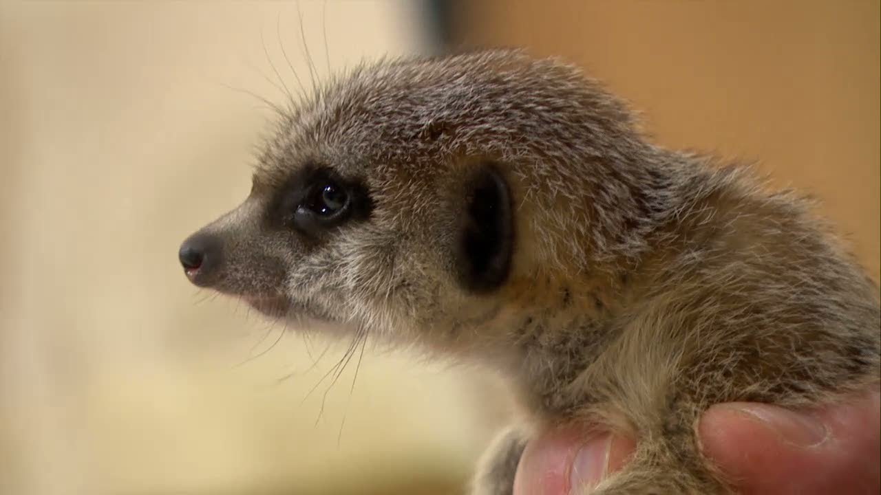 Sötchock i studion - surikater på besök - Nyhetsmorgon (TV4) - YouTube