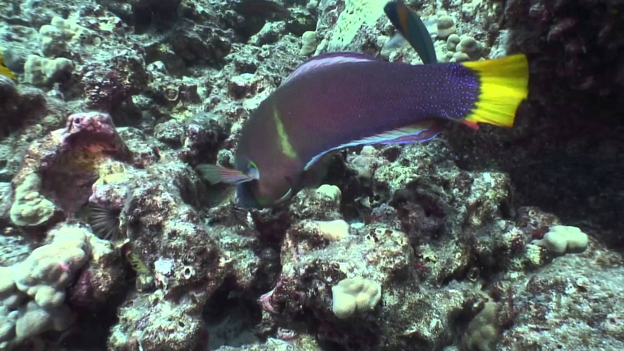 Coris gaimard ( African coris ) - YouTube