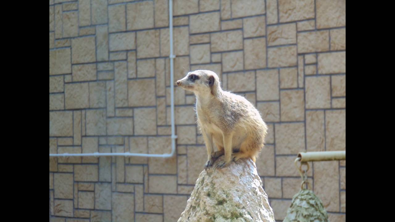 Trójmiasto Gdańsk Sopot Gdynia 2016 ZOO Gdańsk Oliwa - YouTube