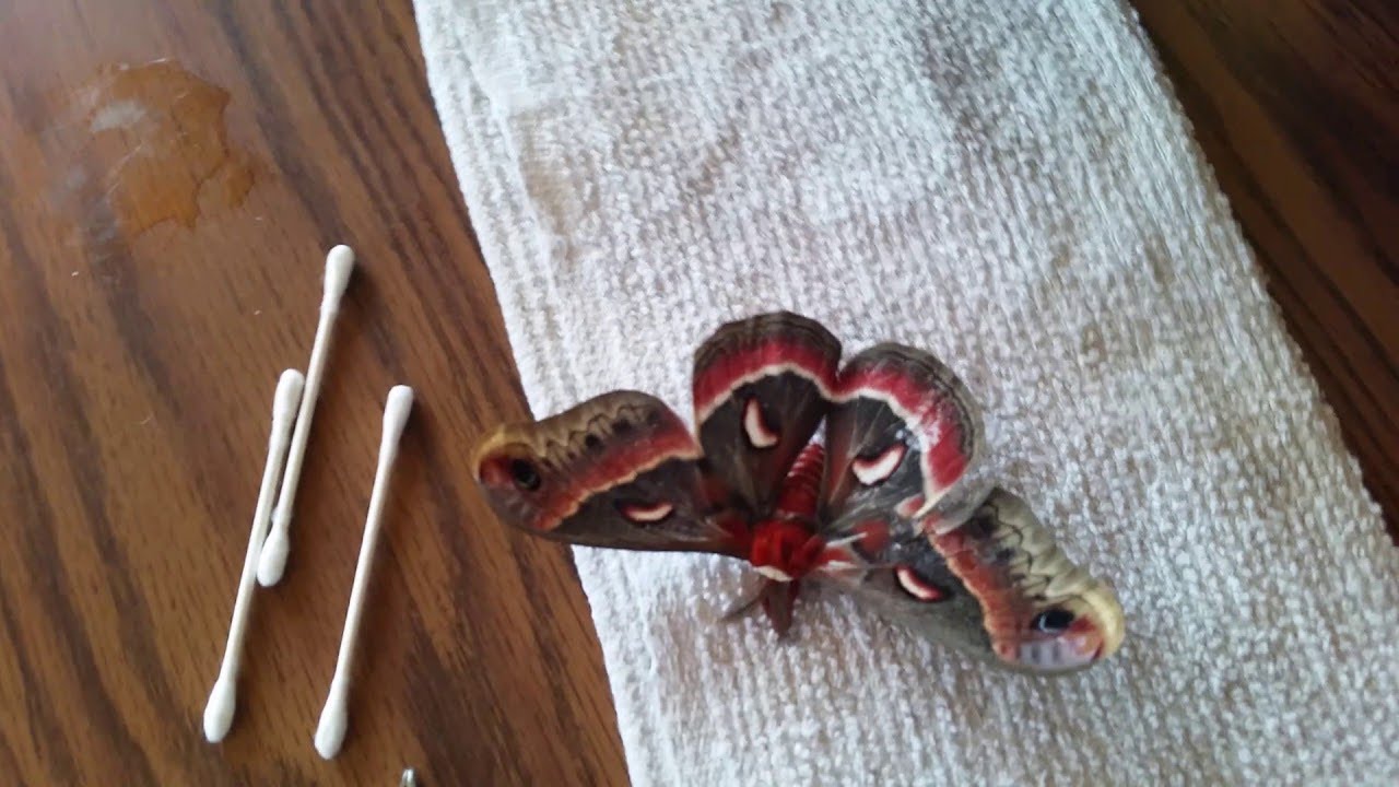 Emergency Butterfly Surgery || ViralHog - YouTube