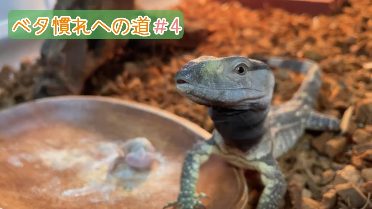 初めてのピンクマウス【アフリカンロックモニター】Varanus albigularis microstictus - YouTube