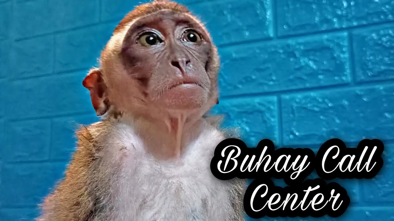 Buhay Call Center #comedy #monkey - YouTube