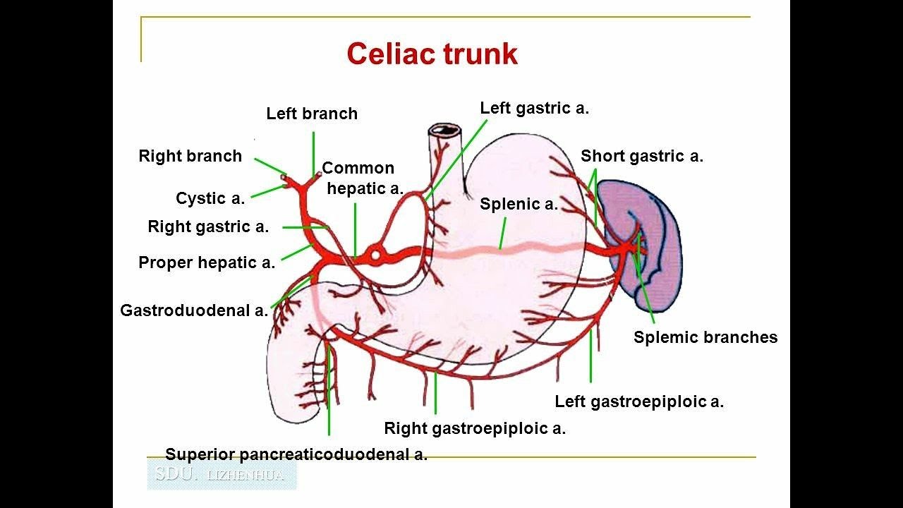 CELIAC TRUNK | ABDOMINAL AORTA | ANATOMY | ABDOMEN - YouTube