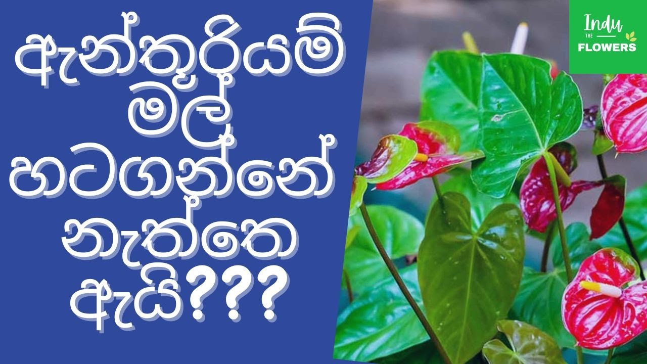 ඇන්තූරියම් පැලවල මල් හටගන්නේ නැත්තෙ ඇයි | Why Anthurium plants do not ...