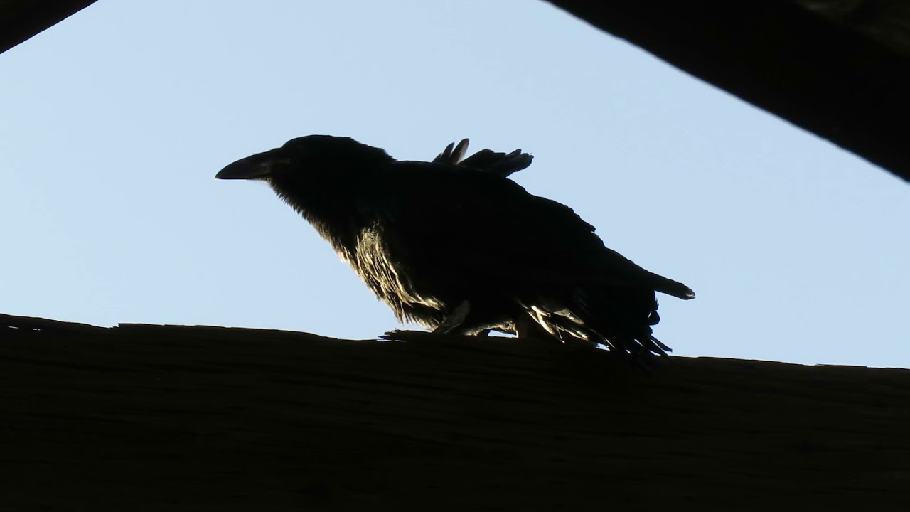 Raven Baby Talking - YouTube