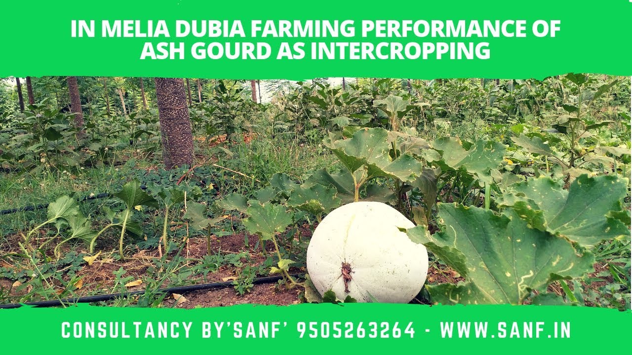 IN MELIA DUBIA FARMING PERFORMANCE OF ASH GOURD AS INTERCROPING - YouTube
