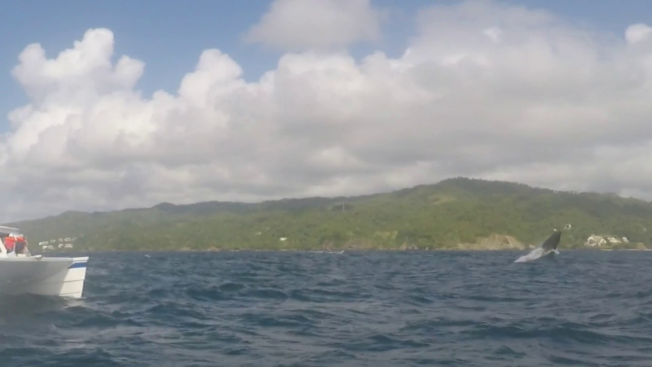 hval springer - YouTube