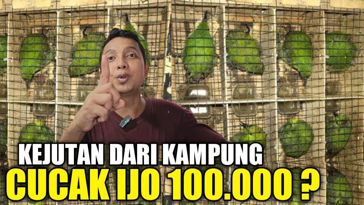OLEH OLEH DARI KAMPUNG CUCAK IJO 100 RIBU BODY SEGEDE INI APA GA RUGI ...