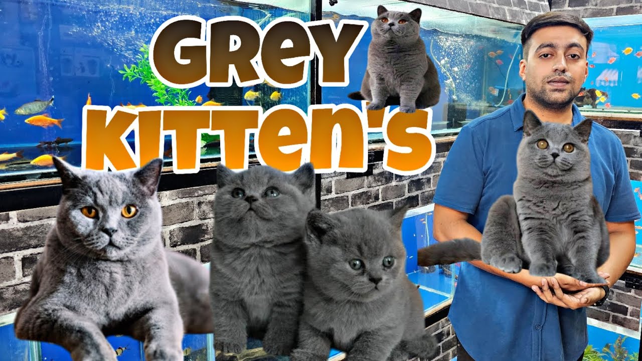 New Grey Kitten's | Russian Grey Cats| Varieties of Cats| Doll Face ...