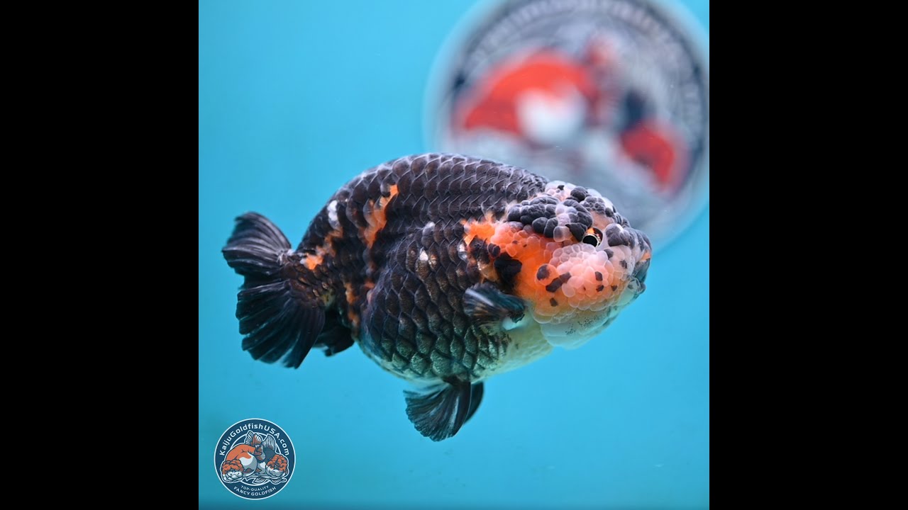 Jumbo Heavy Ink Ranchu 5 inches Body - Male (250117_RC05) - YouTube