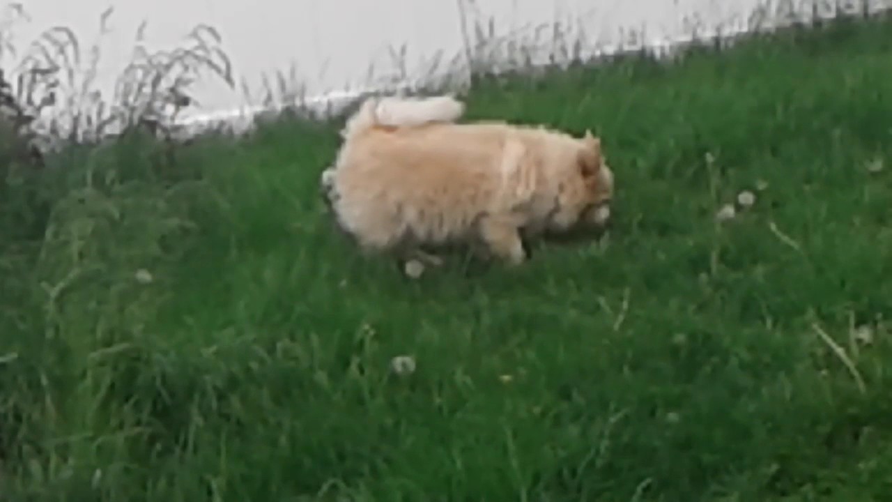 In a jungle with my dog kiku - YouTube