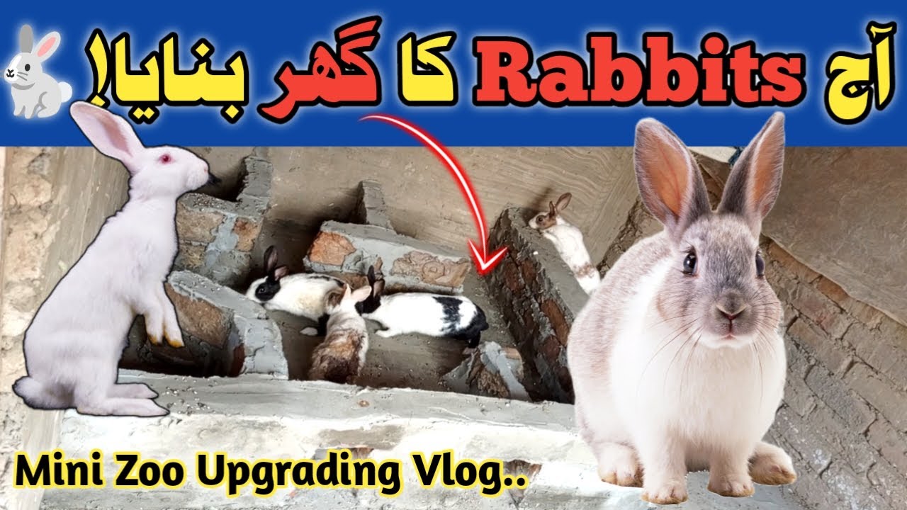 Rabbits Colony Upgrading in Mini Zoo || Aj mini zoo main Rabbits ka ...