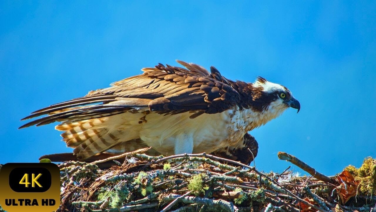 Eastern Osprey in nest 4K relaxing nature sounds with ambient music ...
