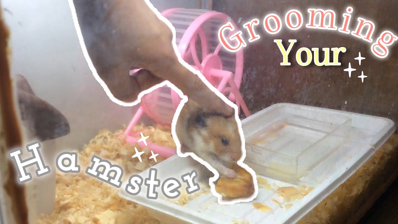QUICK TIPS on grooming your HAMSTER CORRECTLY! - YouTube