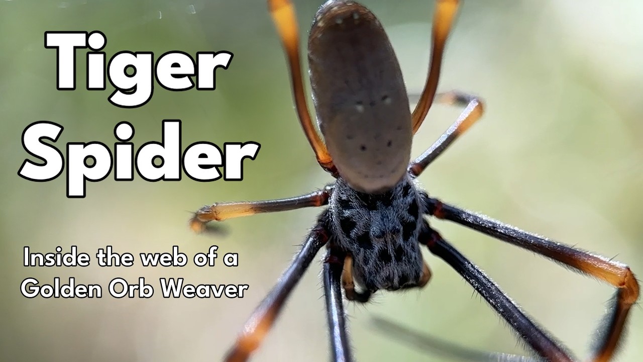 Tiger Spider Inside the Web of a Golden Orb Weaver - YouTube