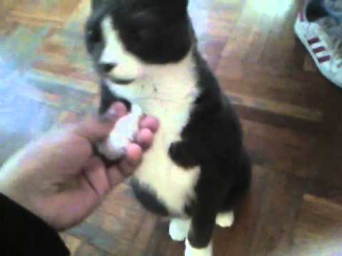dancing cat-salsa - YouTube